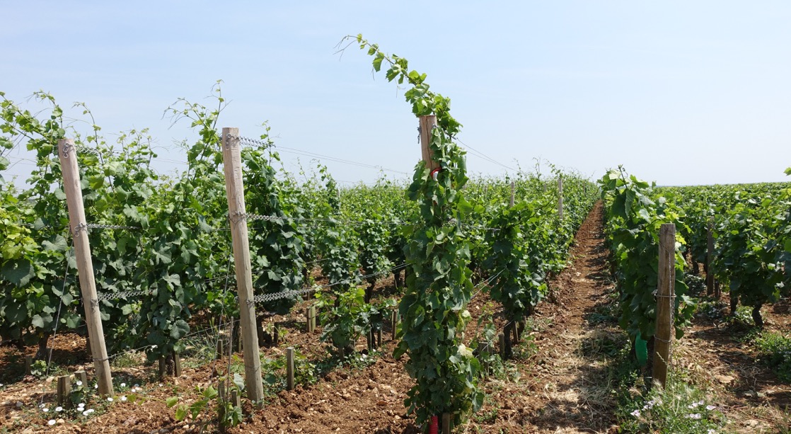 Taking Burgundy to the next level - Domaine Leroy Viticulture