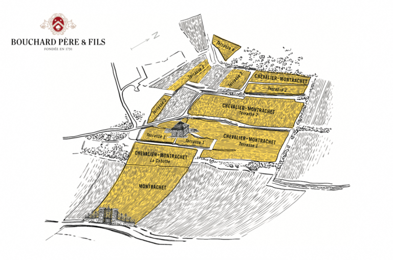 Terroir Insight: Bouchard Père et Fils Chevalier-Montrachet